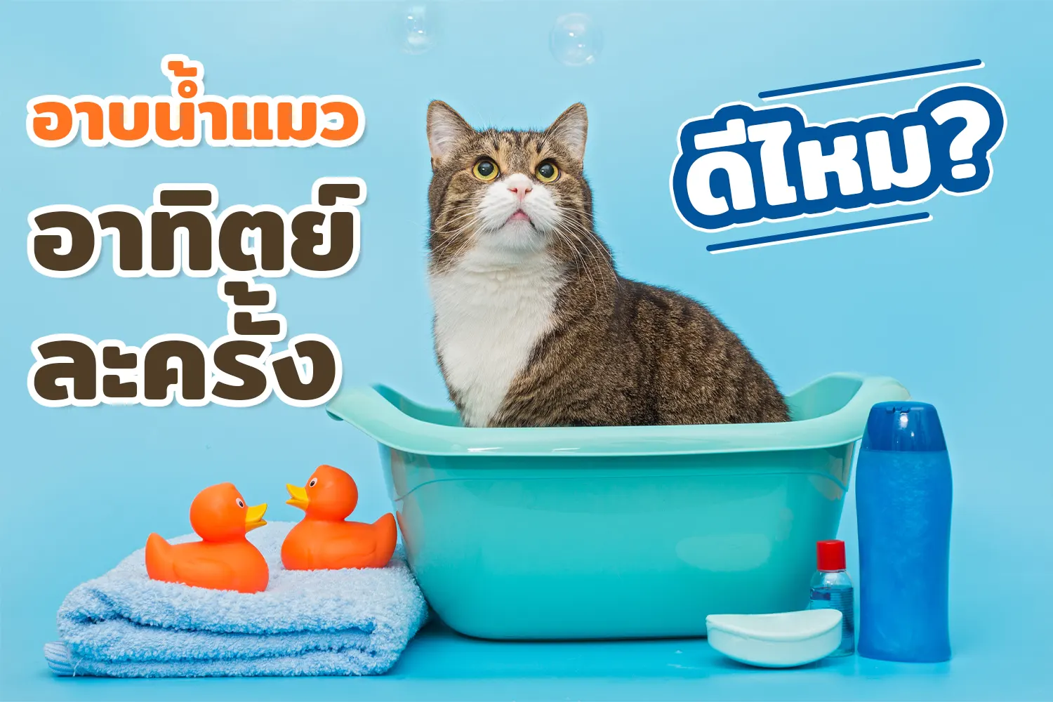 อาบน้ำแมวอาทิตย์ละครั้ง ดีหรือไม่? - Thailand Pet Center