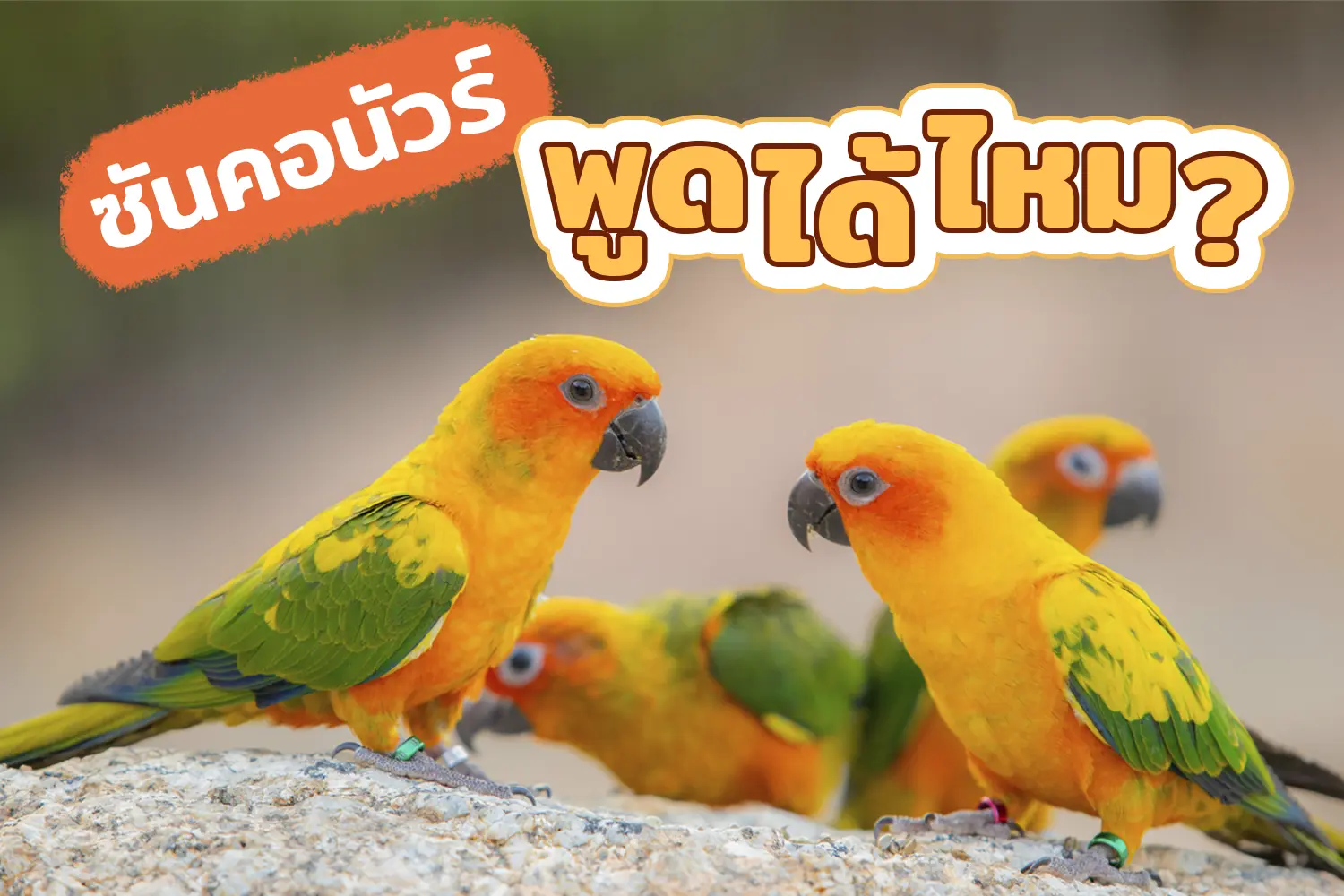 นกซันคอนัวร์ พูดได้ไหม? ชอบอากาศแบบไหน? นอนยังไง?