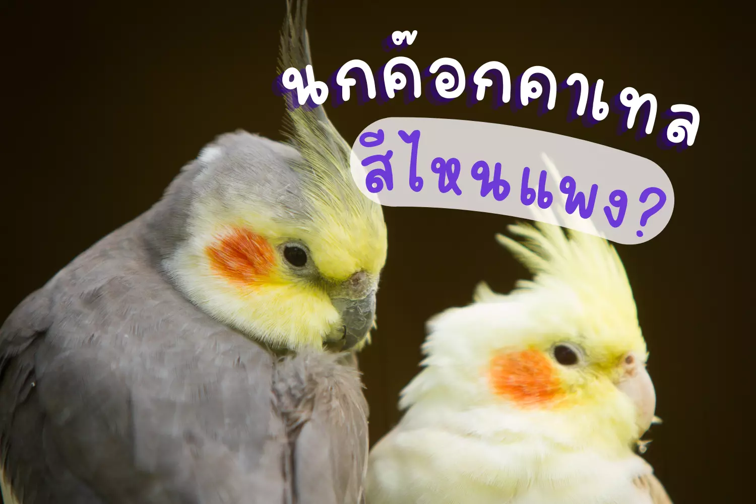 นกค๊อกคาเทล มีสีอะไรบ้าง? ราคาเท่าไหร่? นกค๊อกคาเทล สีไหนแพง?