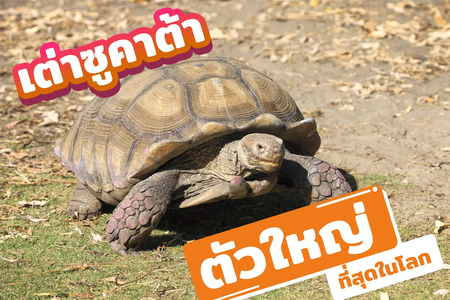 เต่าซูคาต้า ตัวใหญ่ที่สุดในโลกจริงไหม? อายุขัยเท่าไหร่? วิธีเลี้ยงยังไง?