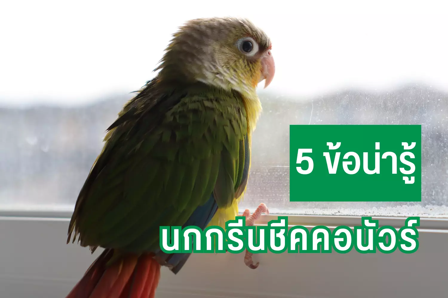 5 ข้อน่ารู้ นกกรีนชีคคอนัวร์ นกกรีนชีค กินอะไร? นกแก้วกรีนชีคพูดได้ไหม?