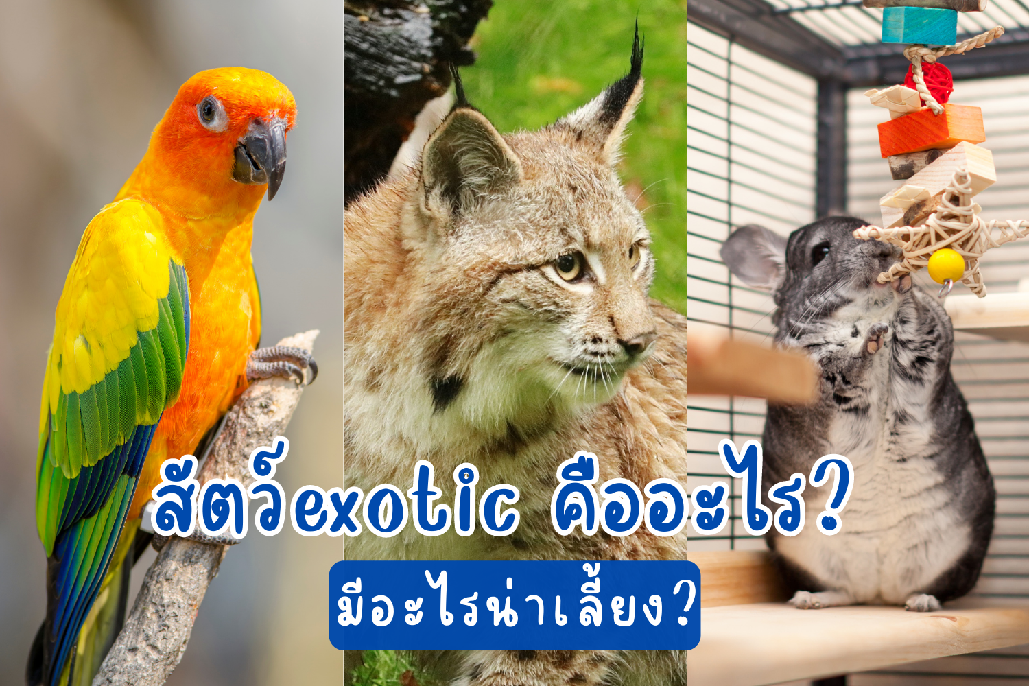 สัตว์ exotic หรือ exotic pet คืออะไร? สัตว์ exotic น่าเลี้ยง