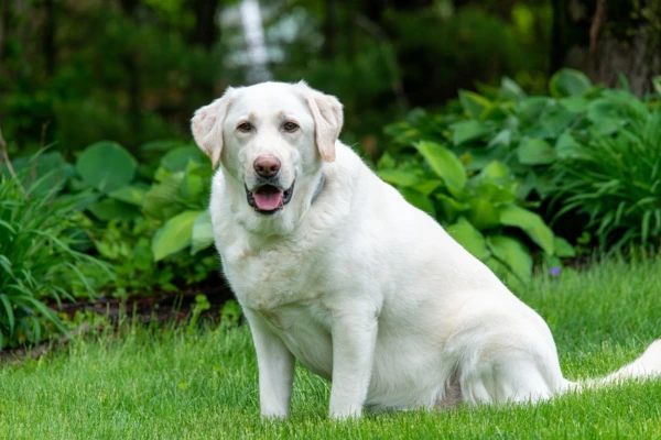 50 สายพันธุ์สุนัข ที่น่าเลี้ยงในปี 2023