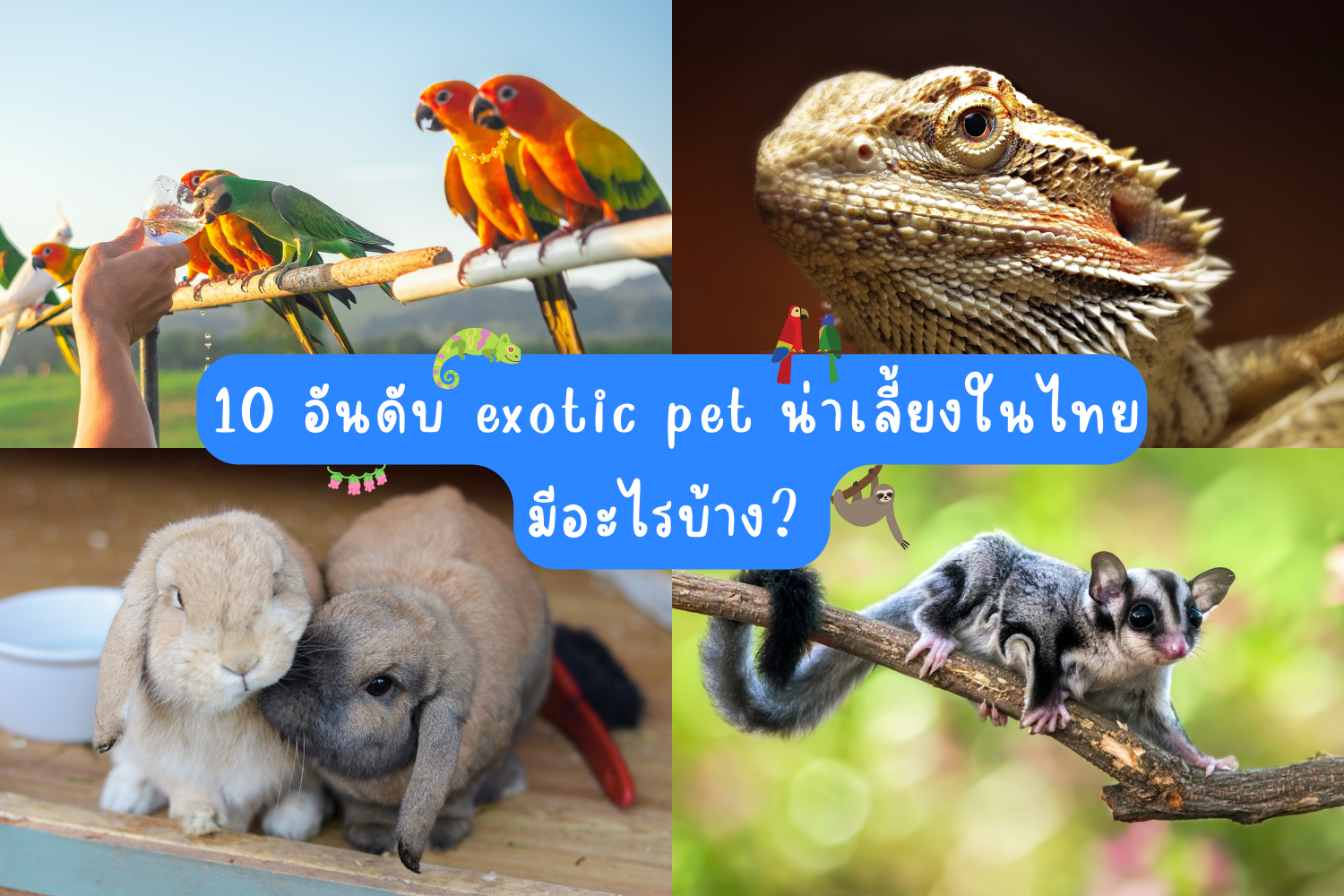 10 อันดับ exotic pet น่าเลี้ยงในไทย มีอะไรบ้าง?