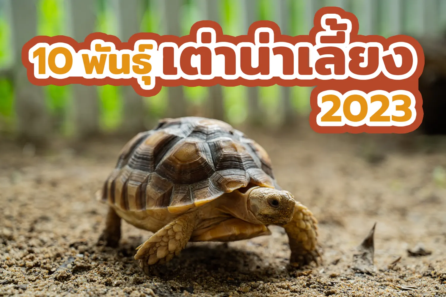 เต่าน่าเลี้ยง 10 สายพันธุ์ ปี 2023 - Thailand Pet Center